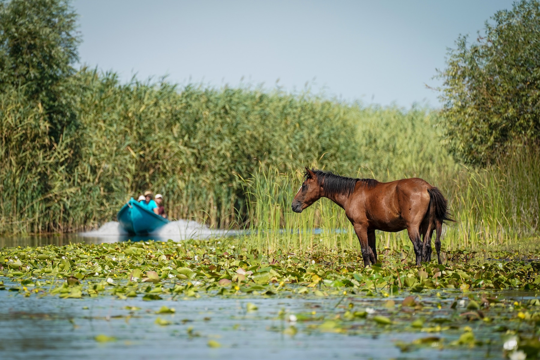 A Guide to Romania’s Danube Delta