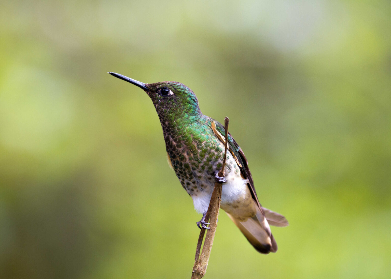 Our Favourite 20 Into the Wild Images | Untravelled Paths