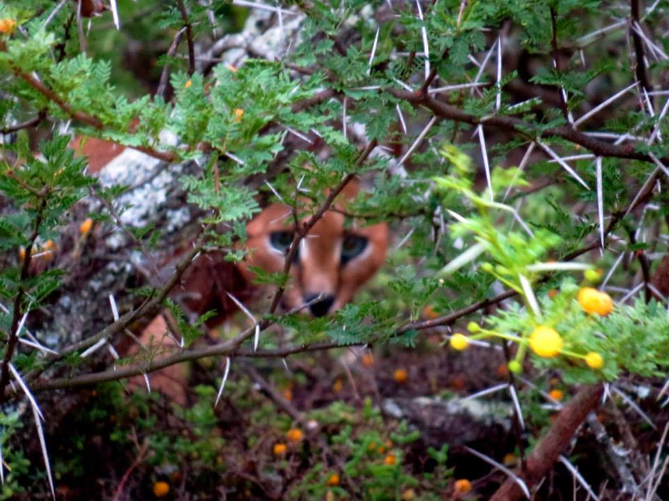 Top Tips for Spotting Wildlife | Untravelled Paths